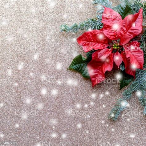 전나무 나무와 황금 반짝이 배경에 눈 빨간 포 인 세 티아 꽃 크리스마스 구성입니다 우아한 엽서입니다 0명에 대한 스톡 사진 및 기타 이미지 Istock