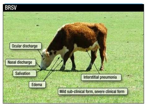 Bovine Respiratory Syncytial Virus Brsv Pptx Lung And Respiratory