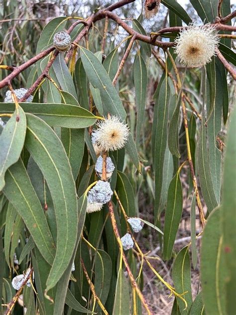 Stunning Eucalyptus Images Natures Beauty Captured