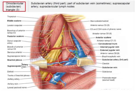 Omoclavicular Triangle