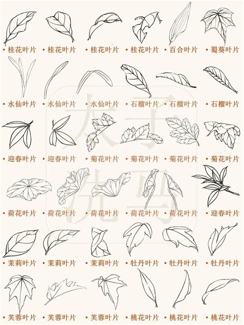 各种树叶的简笔画步骤图（最新14张） 简笔画图片大全