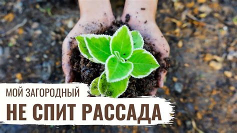 Не спит рассада // Мой Загородный - YouTube