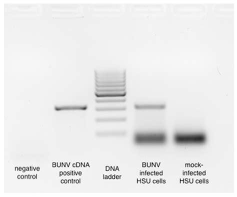Bunv Specific Viral Vdna Production In Infected Cx Download