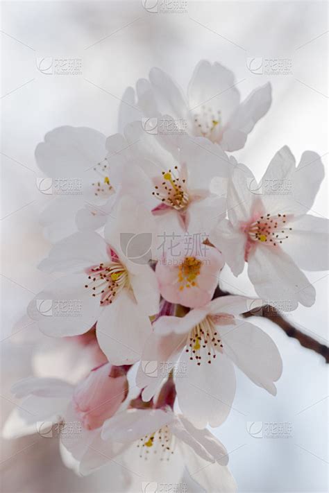 樱桃树 春天 粉色 吉野樱花 开花时间间隔 浅蓝色 自然 垂直画幅 樱花 无人