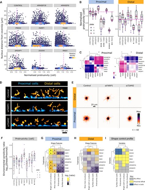 Environmentally Dependent And Independent Control Of 3d Cell Shape Cell Reports