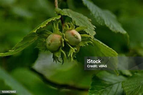 먹을 준비가 된 과일이 있는 정원의 나뭇가지 헤이즐넛 또는 코릴러스 나무 0명에 대한 스톡 사진 및 기타 이미지 0명 가시 가을 Istock