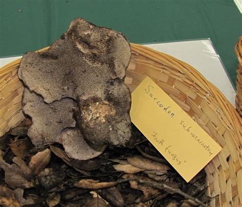 Hydnum Subincarnatum Hydnum Subincarnatum Picture Mushroom