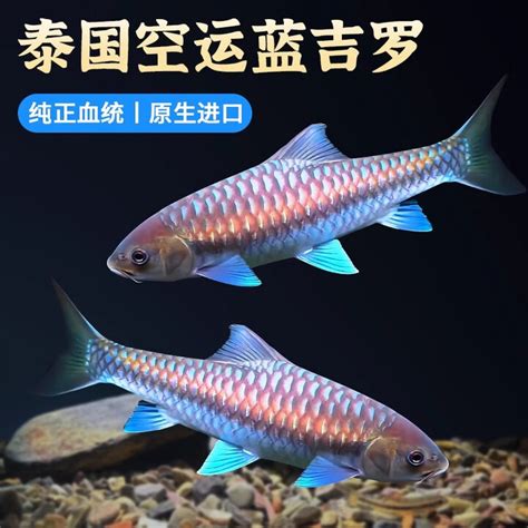 疯狂水草蓝吉罗观赏鱼苗活鱼热带淡水耐活好养自来水原生大型异口吉罗鱼 盈江吉罗1条8 10cm【图片 价格 品牌 报价】 京东