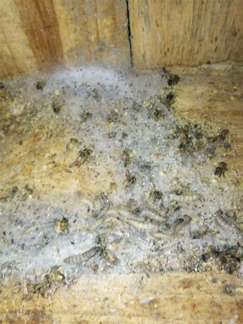 養殖中蜂兄弟們你們知道巢蟲媽媽究竟是怎麼把卵產在蜂箱裡的？ 每日頭條
