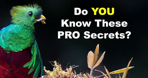 Foolproof Tips For Depth Of Field Field Of View Lens Magnification VIDEO Shutterbug