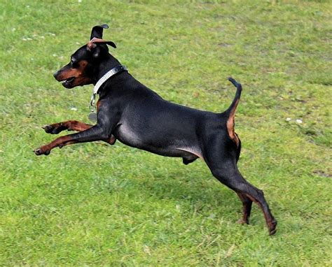 黑色小鹿犬 小鹿犬草地玩耍图片 宠物王