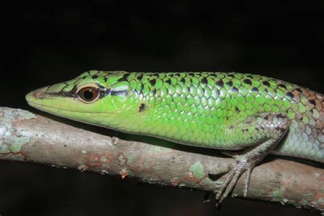 Philippine Emerald Tree Skink