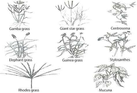 Weeds And Their Characteristics Primacy E Books