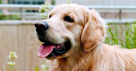 Golden Retriever Rescues In Virginia Adopt A Golden Retriever Near You Golden Hearts