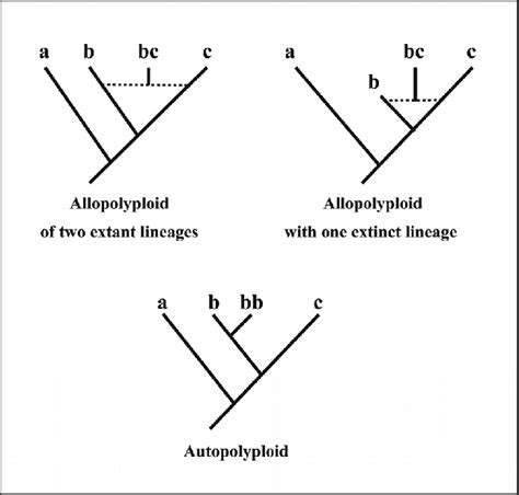 Three Phylogenetic Scenarios Of Lineages Contained Within Polyploid Download Scientific Diagram