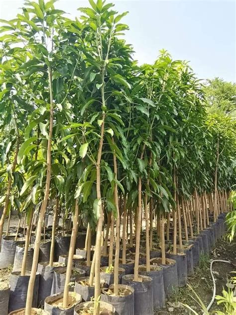 Grafted Fruit Trees Grafted Fruit Trees By Gl Katigbak