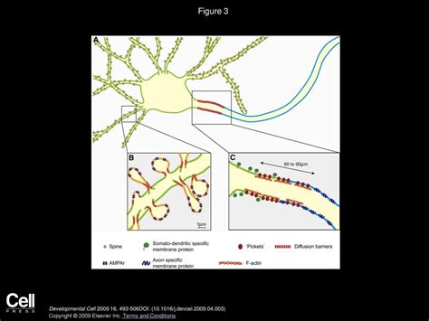 Septins And The Lateral Compartmentalization Of Eukaryotic Membranes