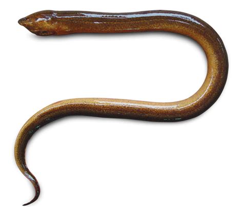 Lươn đồng - Monopterus albus | Loài thủy sản