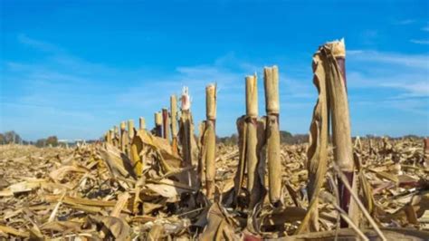 Windrow What Is Windrow Composting Process And How It Works