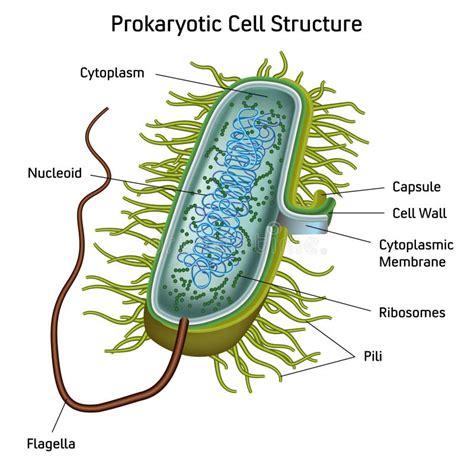 Prokaryotic Cell Structure A Visual Guide Biology For Prokaryotic Vs