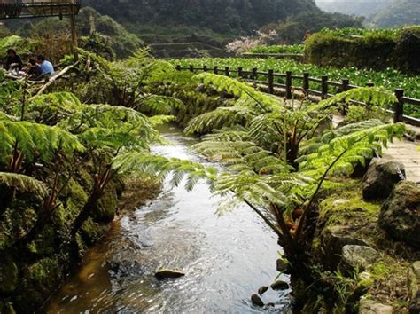 路線陽明山竹子湖海芋步道 健行筆記