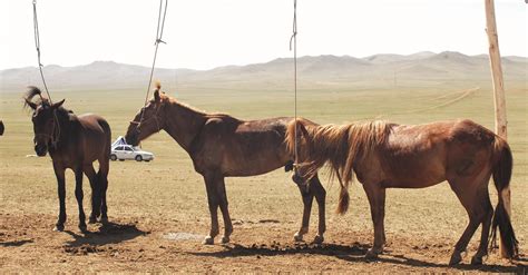 ОЧИРВААНИЙ ХҮЛЭГ МСУХолбоо 1967 оны Завхан аймгийн баяр наадам
