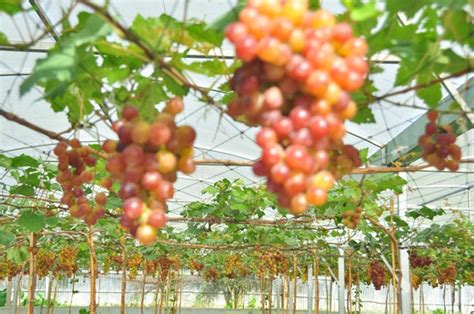 Tr Ng Nho Trong Nh M Ng