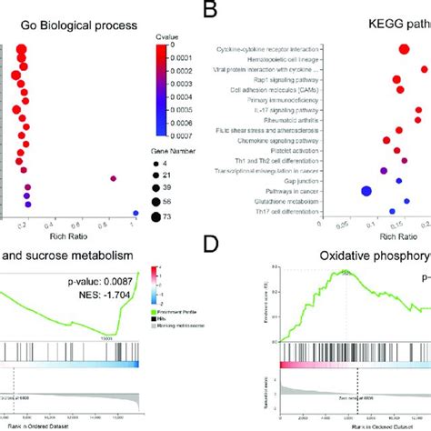 Rna Seq Analysis Of Control And 200 μm Mmf Dcs A Go Enrichment Download Scientific Diagram
