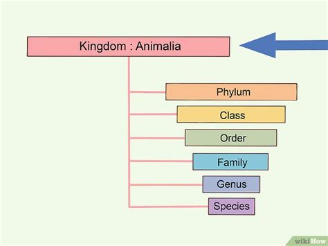 Tiere Klassifizieren Wikihow