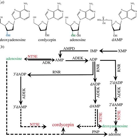 Putative Biosynthesis Pathway For Cordycepin In C Cicadae Download Scientific Diagram