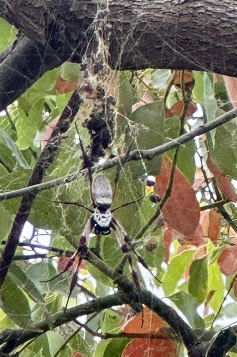 Anyone Know The Species And Possibly The Sex Western Australia R Spiders