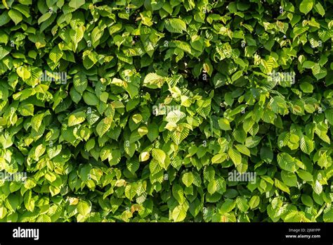 Tree Leaves Texture