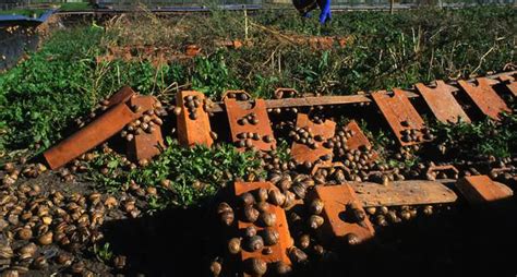 Пуснаха застраховка Каско и за охлювите Profit Bg