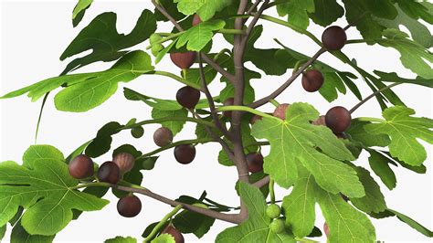 Fig Trees Collection 3d Model 119 3ds Fbx Obj Ma Max C4d Free3d
