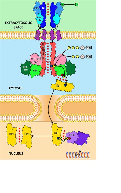2816 Signaling In Plants Biology Libretexts