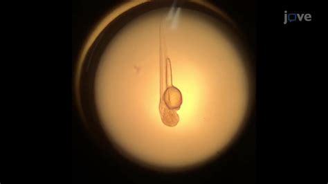 Protein Phase Separation Assay An Optogenetic Method For Mutant Rna Binding Protein Phase