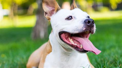 Smart Ways To Keep A Dog From Tracking Grass Indoors Pawpatronorg