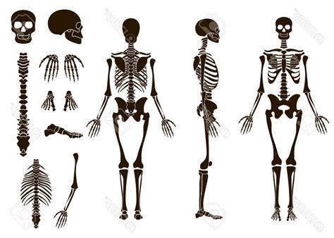 Human Bone Vector At Collection Of Human Bone Vector Free For Personal Use