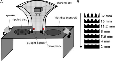Experimental Setup And Stimuli Of The Discrimination Experiment A Download Scientific