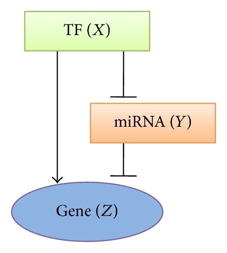 The Coherent And Incoherent Feedforward Loops Arrows Mean Activation Download Scientific