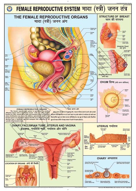 Reproductive System Diagram Anatomy Lab Male And Female Reproductive