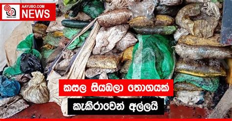 කසල සියඹලා තොගයක් කැකිරාවෙන් අල්ලයි
