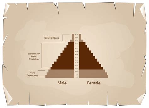 Age Structure Pyramid Over 322 Royalty Free Licensable Stock