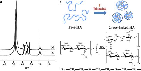 What Are The Benefits Of Sodium Hyaluronate Crosspolymer For Skin Stanford Chemicals