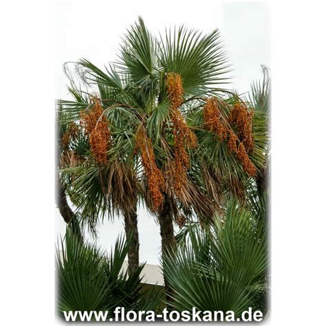 Acoelorraphe Wrightii Everglades Palm Flora Toskana