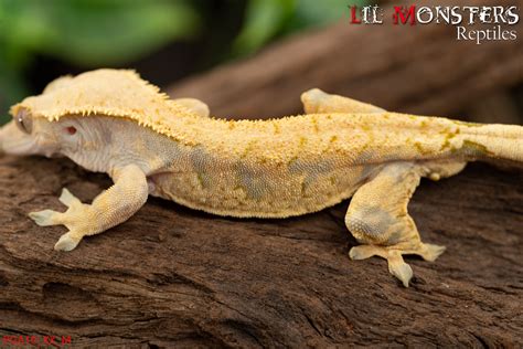 Pangea XXX LIL MONSTERS Reptiles