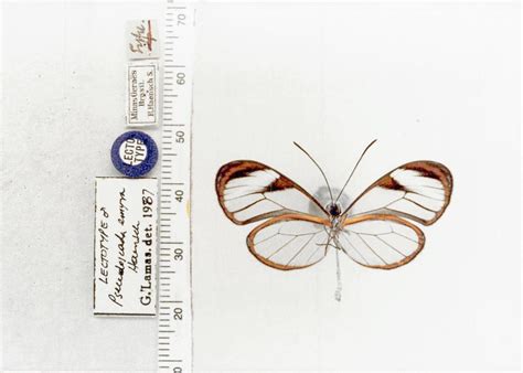 Brevioleria Seba Emyra Type Specimens