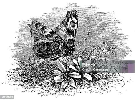 빅토리아 이야기 그림 데이지 꽃 위에 유혹 하는 나비 19 세기 요정 이야기와 곤충 1879 공작나비에 대한 스톡 벡터 아트 및 기타 이미지 Istock