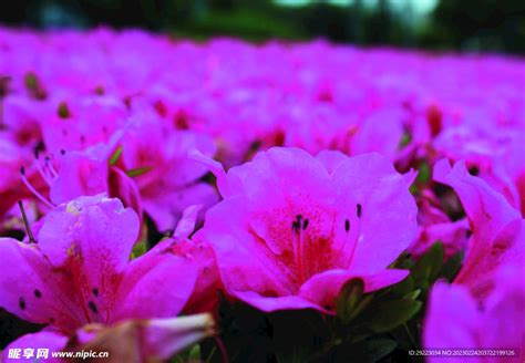 杜娟 摄影图花草生物世界摄影图库昵图网