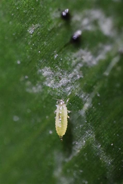 Thrips On Houseplants A Gallery House Plant Journal